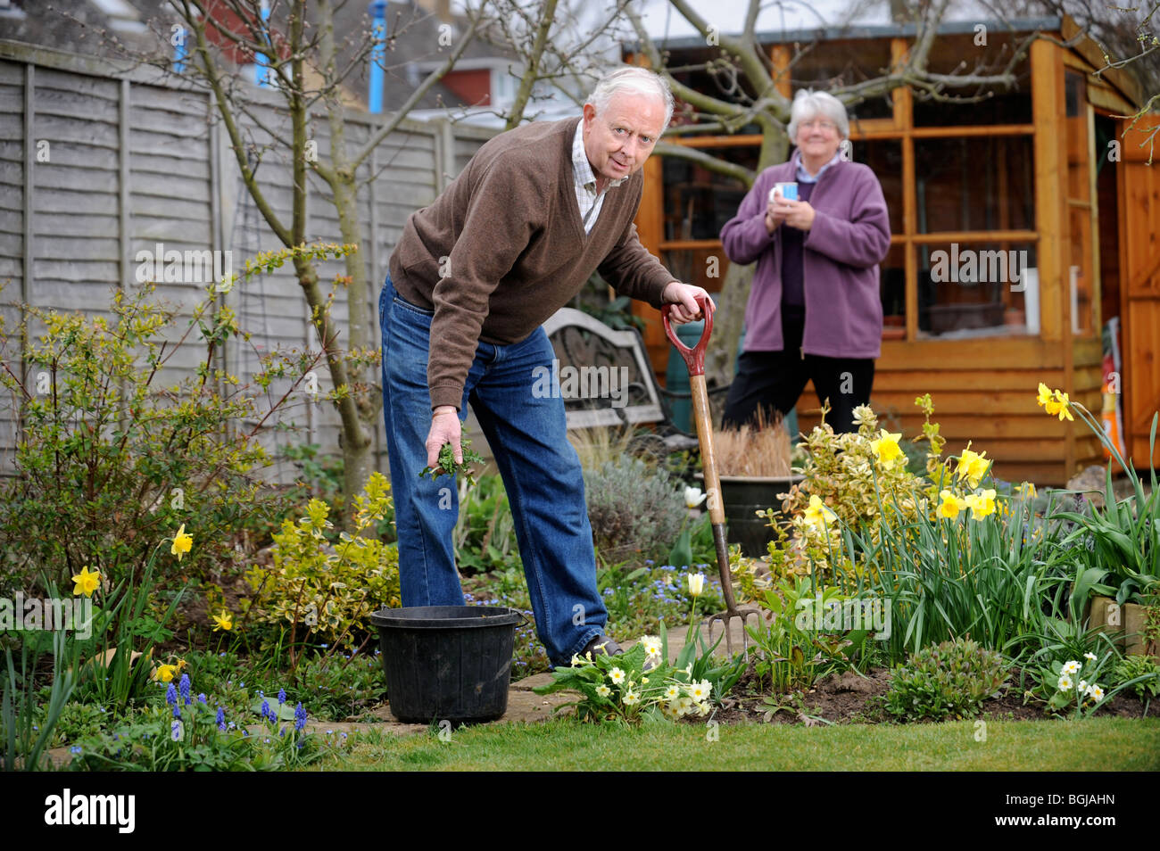 A retired man weeding a flower bed UK Stock Photo - Alamy