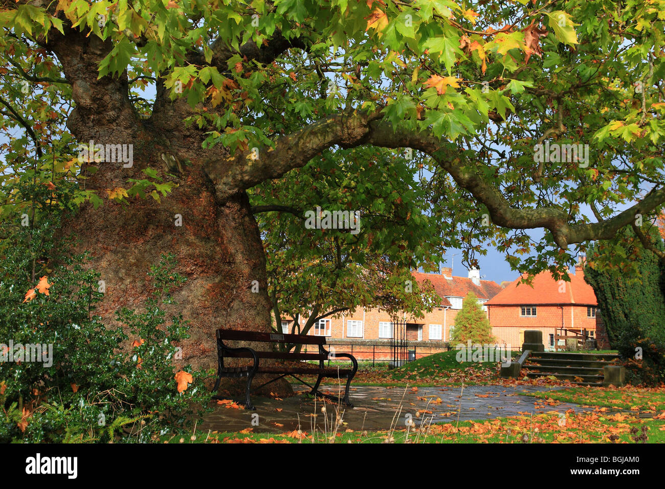 Oriental plane tree hi-res stock photography and images - Alamy