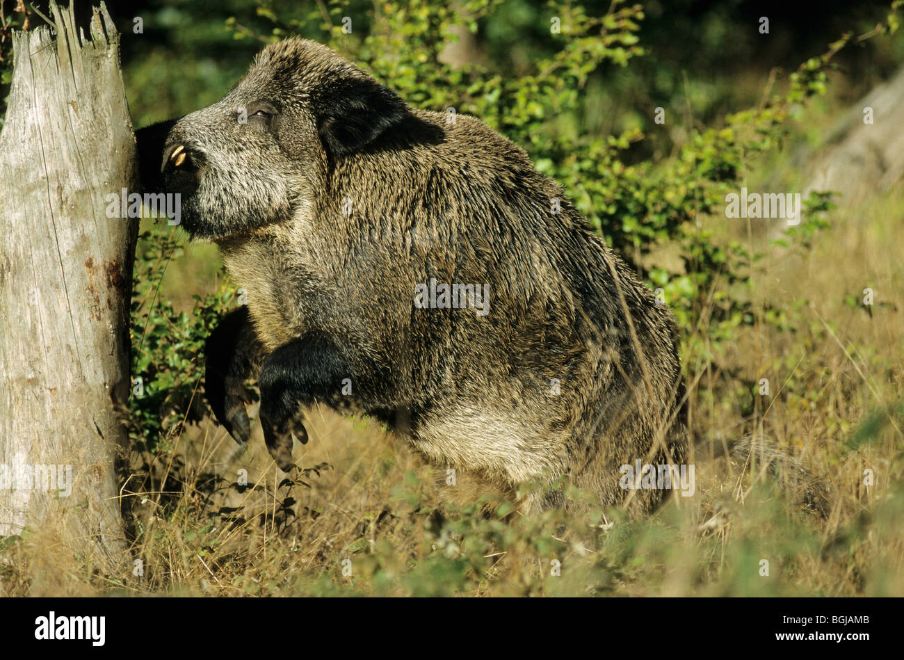 Boar tree hi-res stock photography and images - Alamy