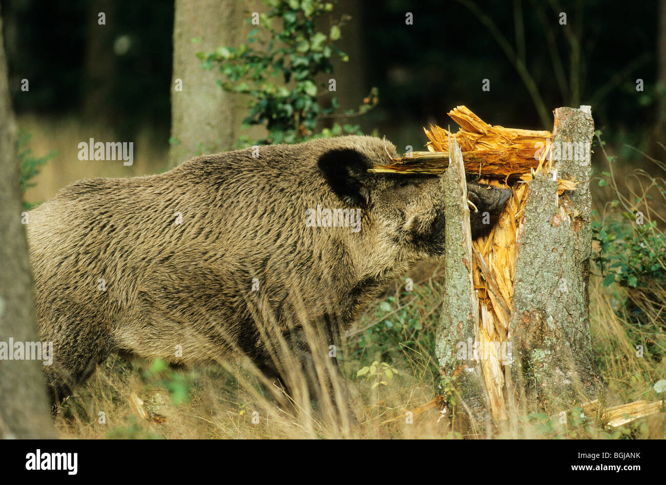 Boar tree hi-res stock photography and images - Alamy