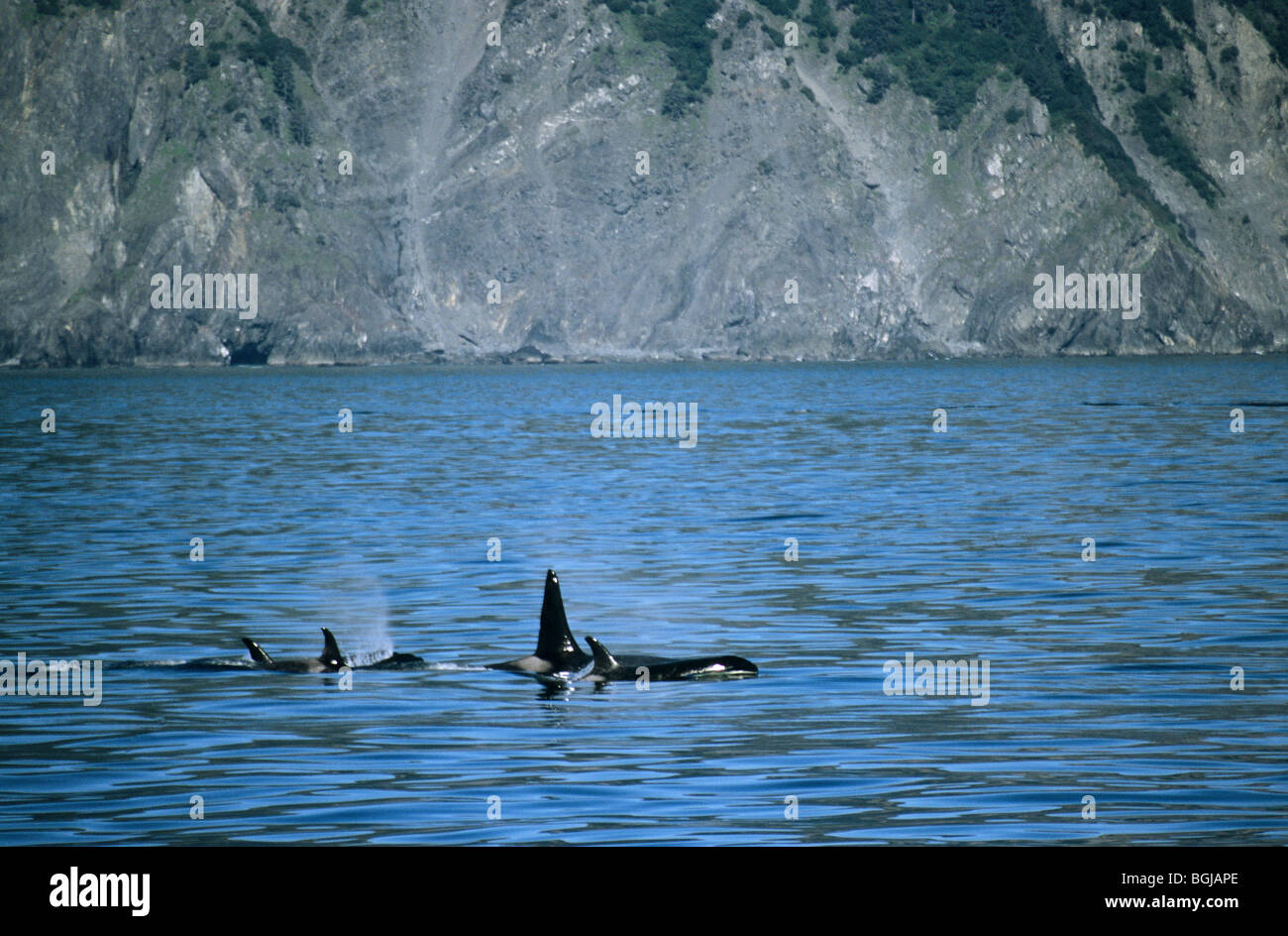 Killer whale park underwater hi-res stock photography and images - Alamy