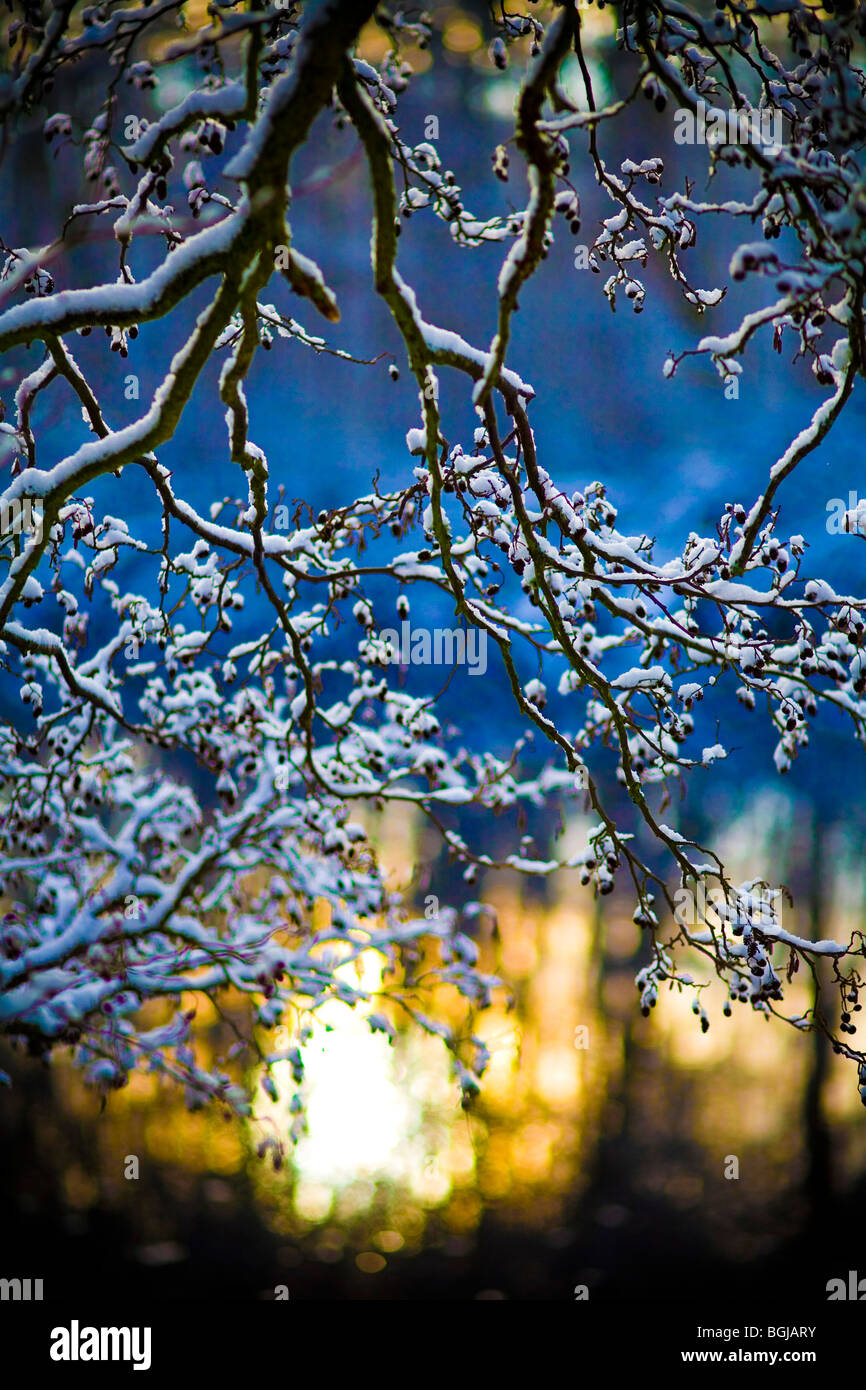 snow covered tree branch over a river tyne Stock Photo - Alamy