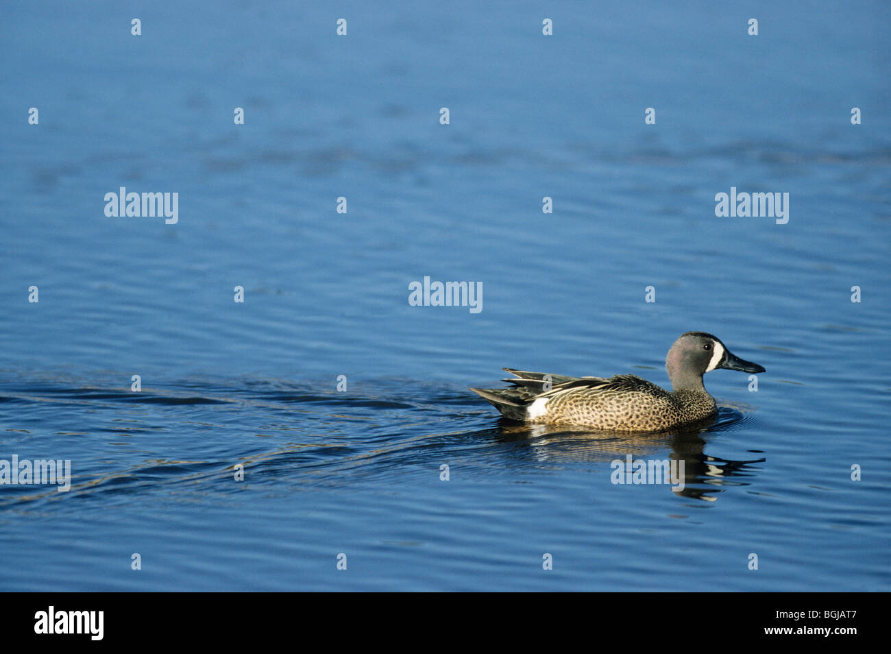 Blue-winged Teal (male) - swimming / Anas discors Stock Photo - Alamy