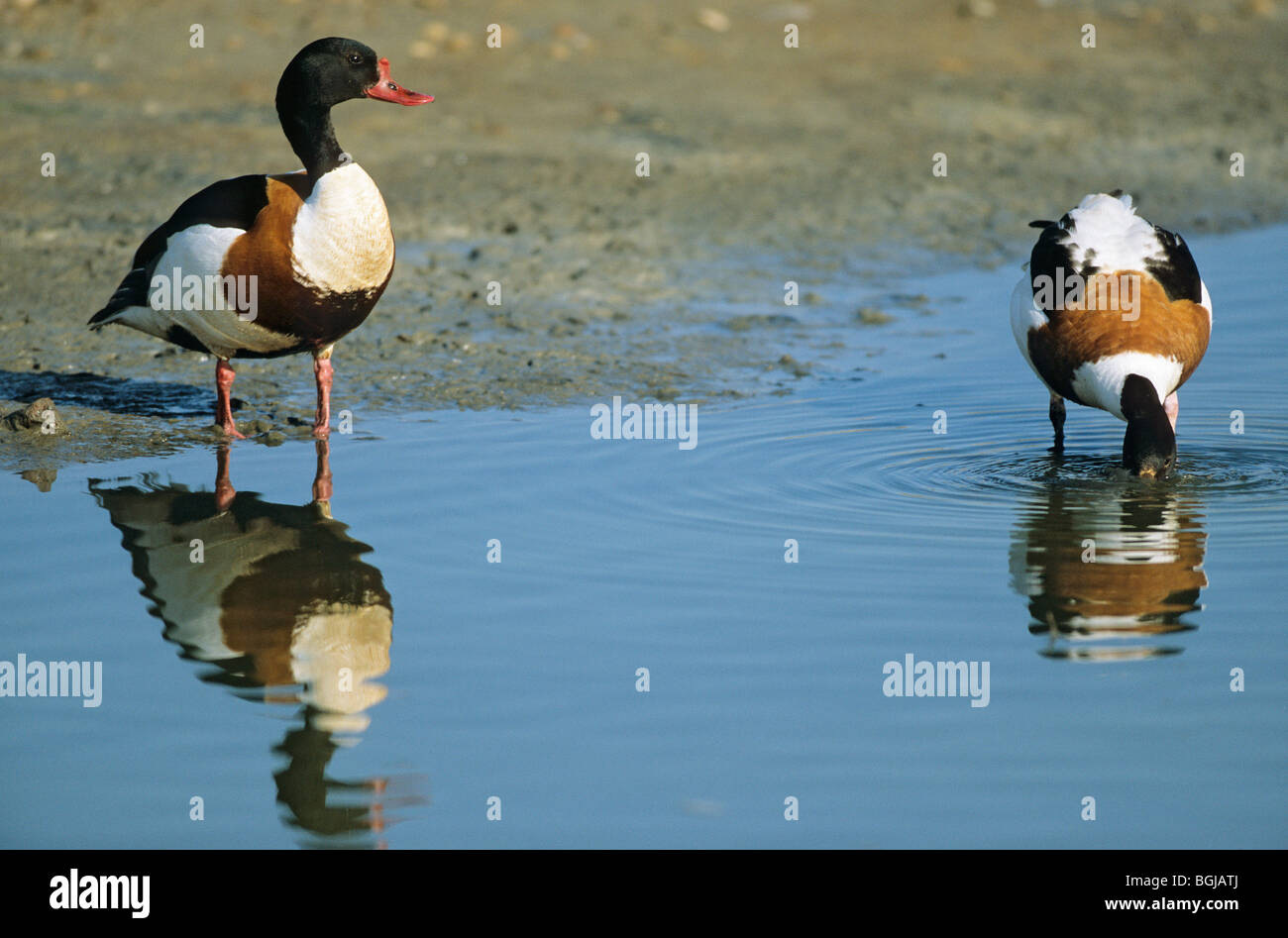 Common Shelduck - male and female / Tadorna tadorna Stock Photo - Alamy