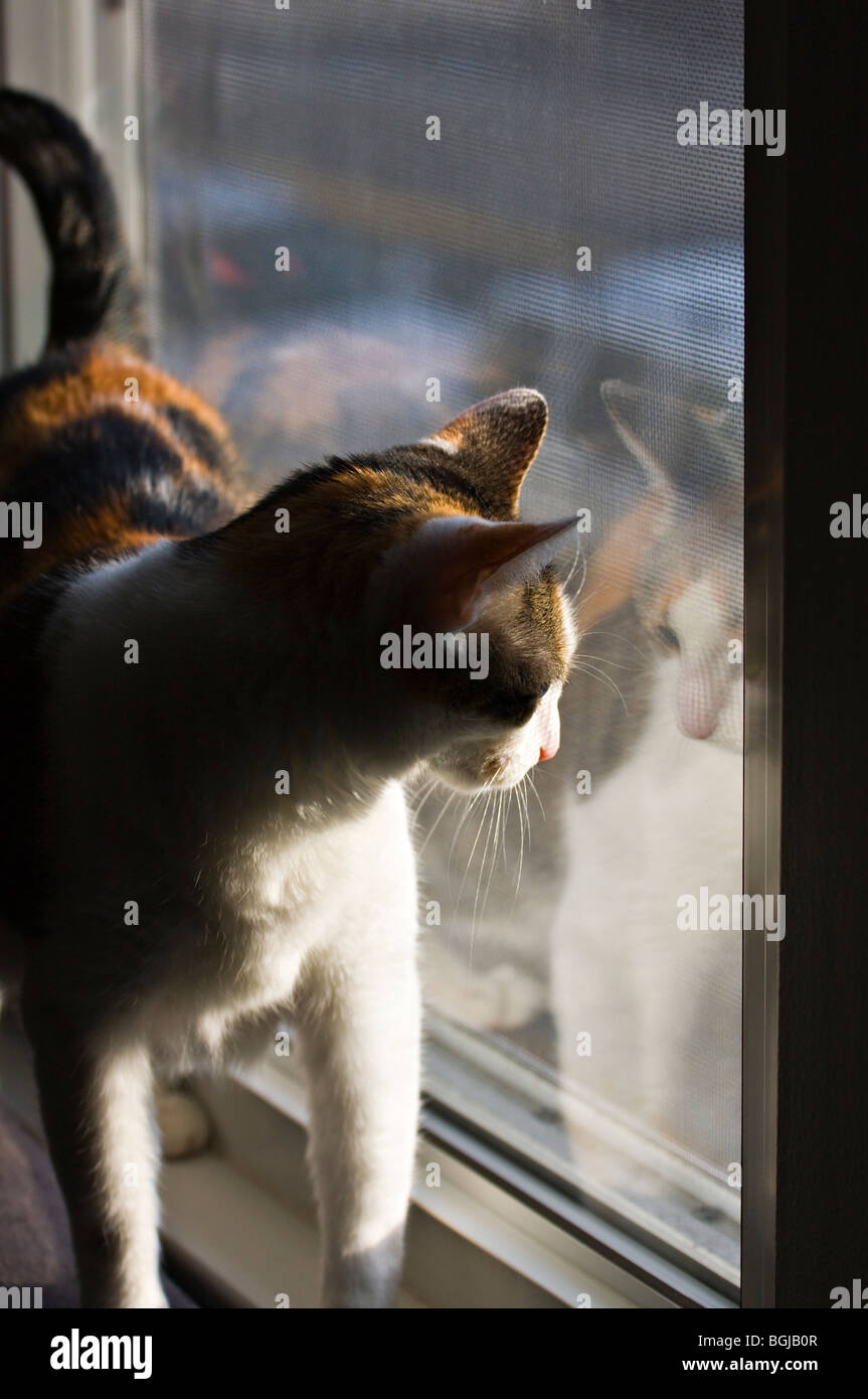Calico Cat looking out a window with reflection Stock Photo - Alamy