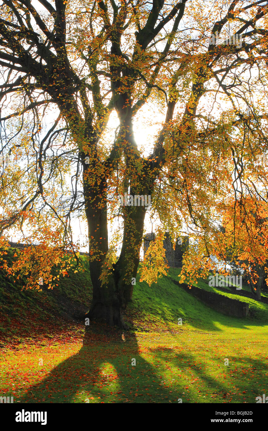 Beech tree kent hi-res stock photography and images - Alamy