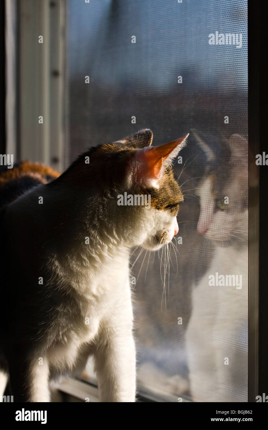 Sad Cat Looking Out Window