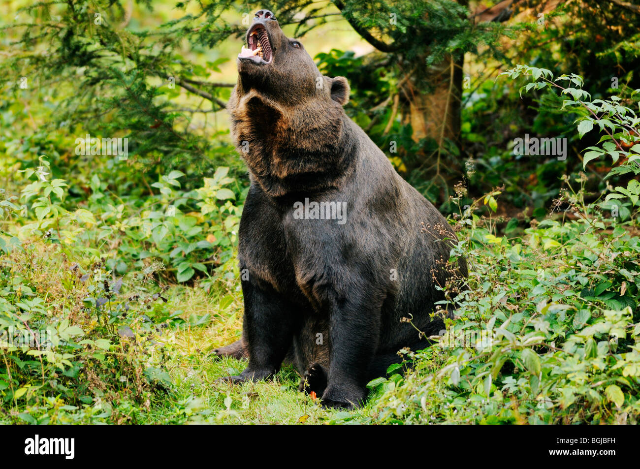 brown bear - growling / Ursus arctos Stock Photo - Alamy