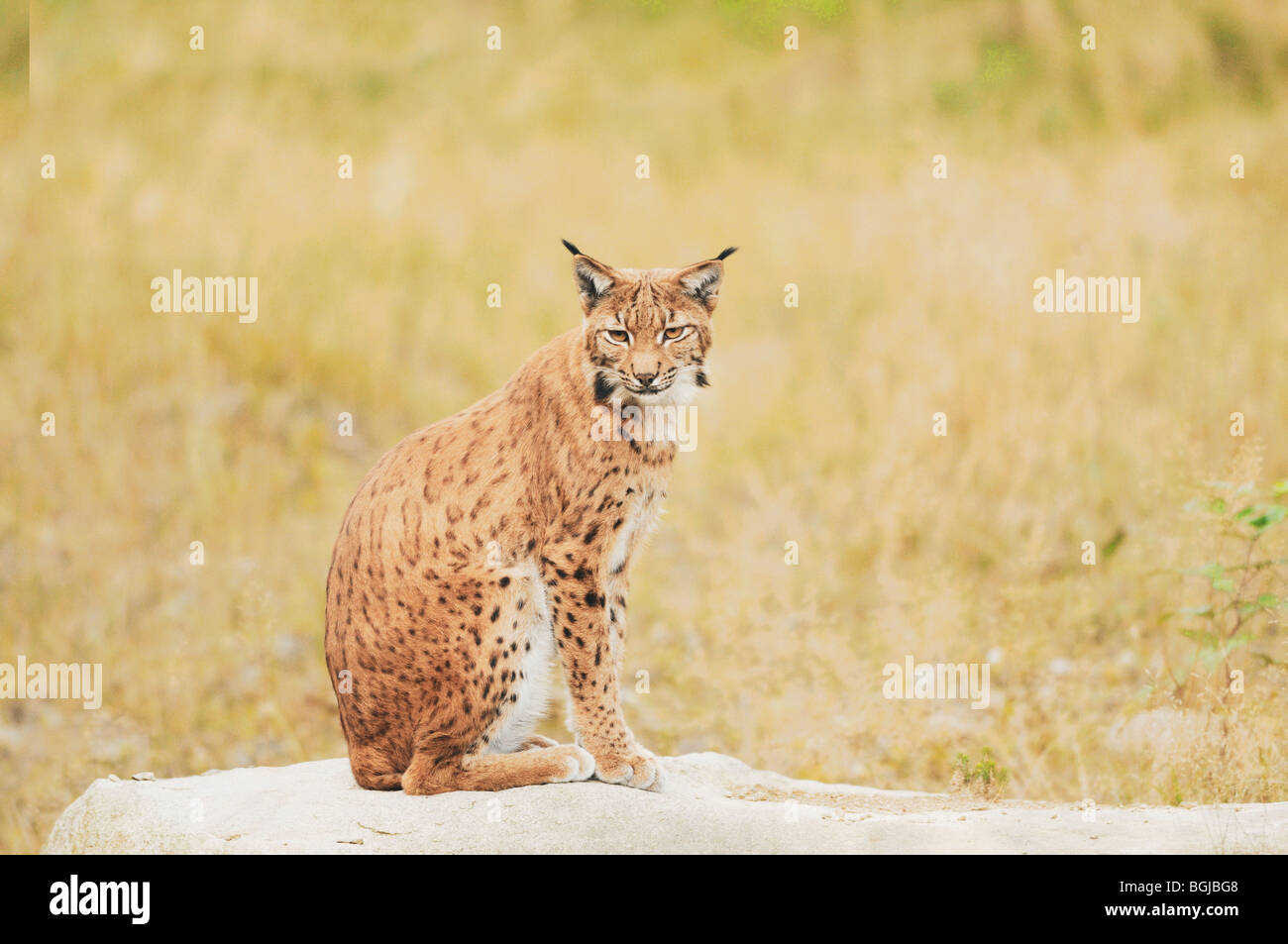 Eurasian lynx - sitting / Lynx lynx Stock Photo - Alamy