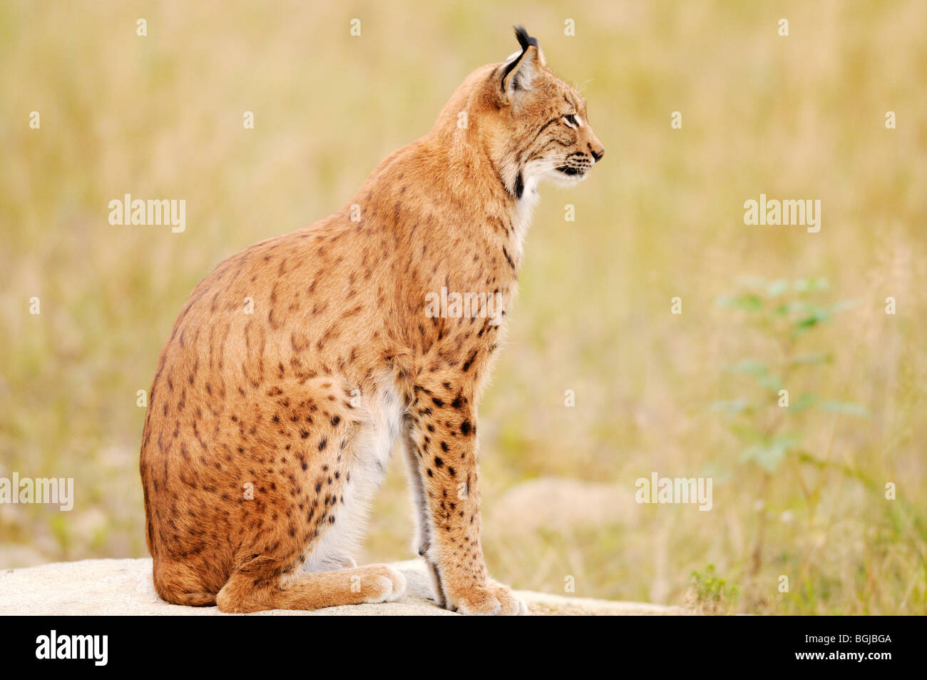 Eurasian lynx - sitting / Lynx lynx Stock Photo - Alamy