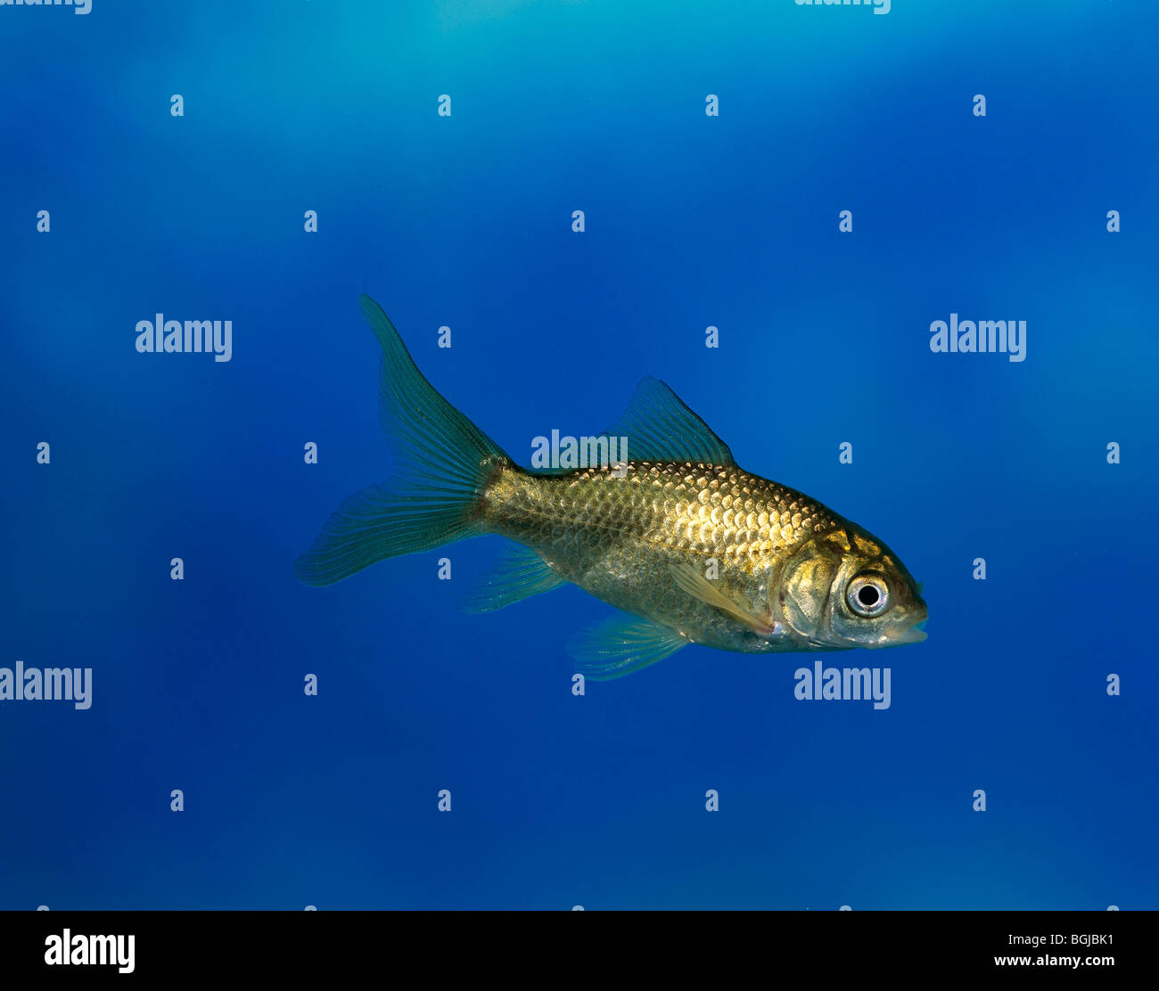 Crucian Carp / Carassius carassius Stock Photo - Alamy
