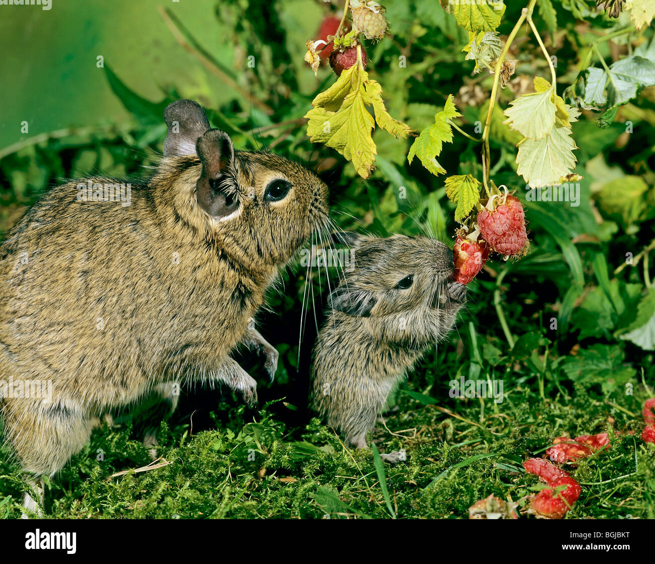 Degu feeding hi-res stock photography and images - Alamy