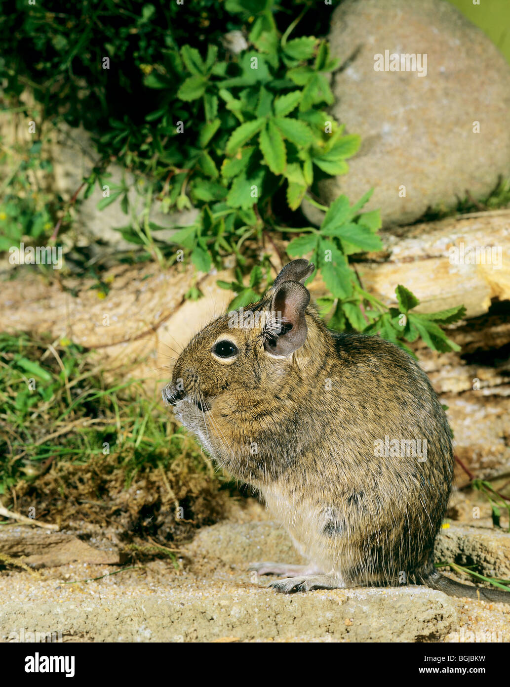 Degu - nibbling Stock Photo - Alamy