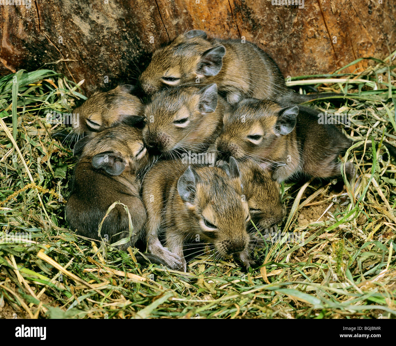 young Degus in the nest Stock Photo - Alamy