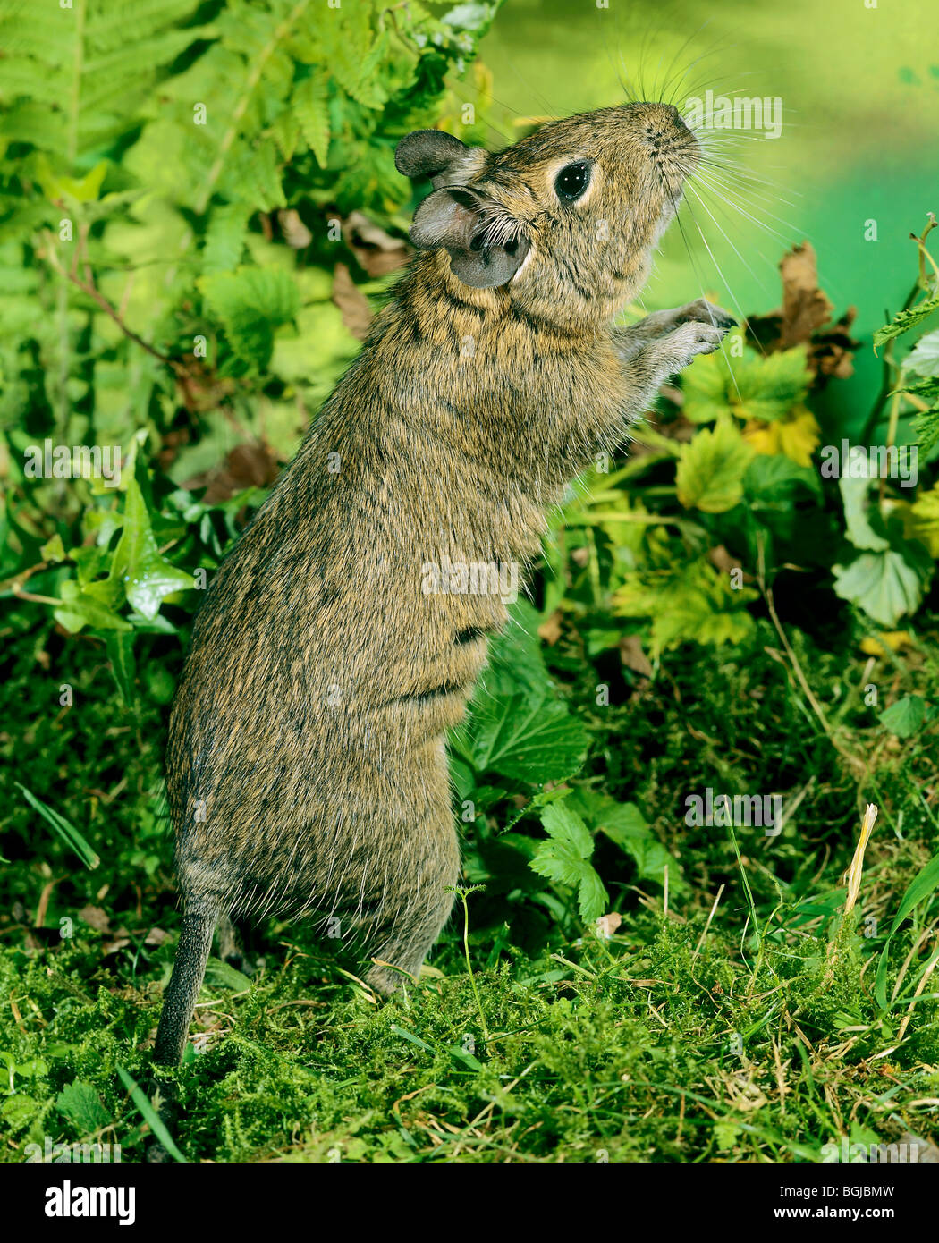 Hind legs hi-res stock photography and images - Alamy