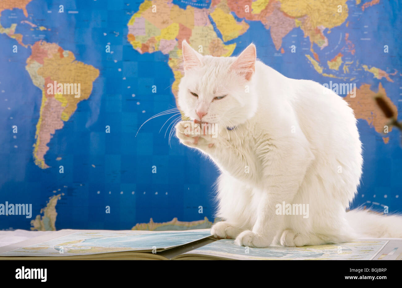 white domestic cat - preening itself Stock Photo - Alamy