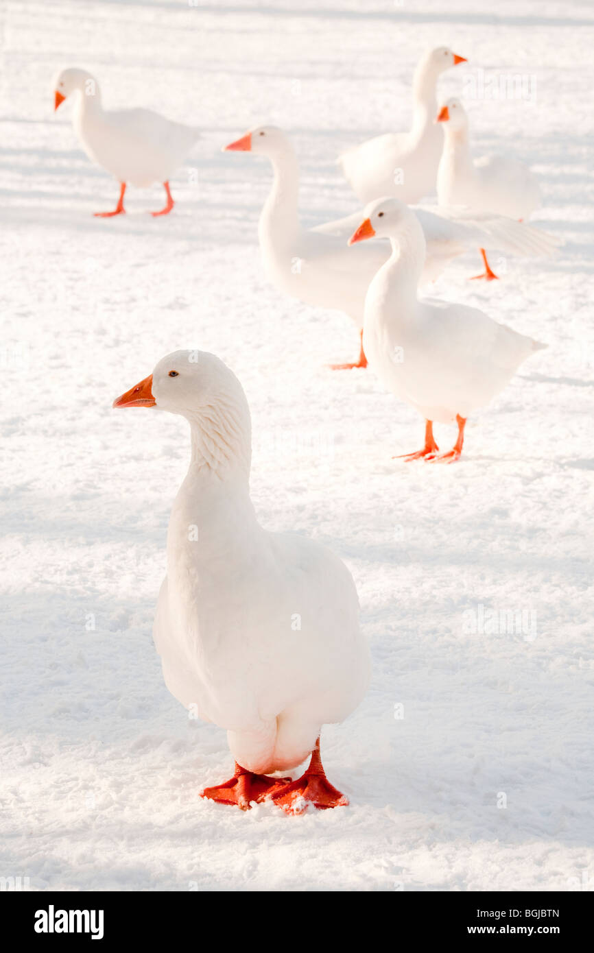 snow geese goose gaggle bird winter cold freeze white Stock Photo - Alamy