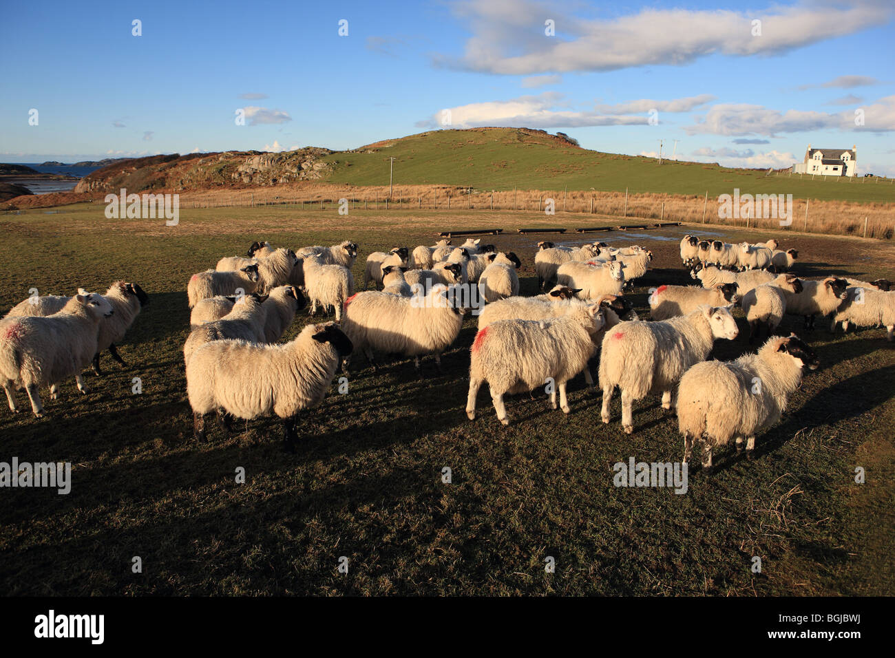 Sheep on mull scotland hi-res stock photography and images - Alamy