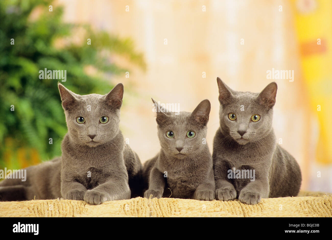 Two little cats hi-res stock photography and images - Alamy