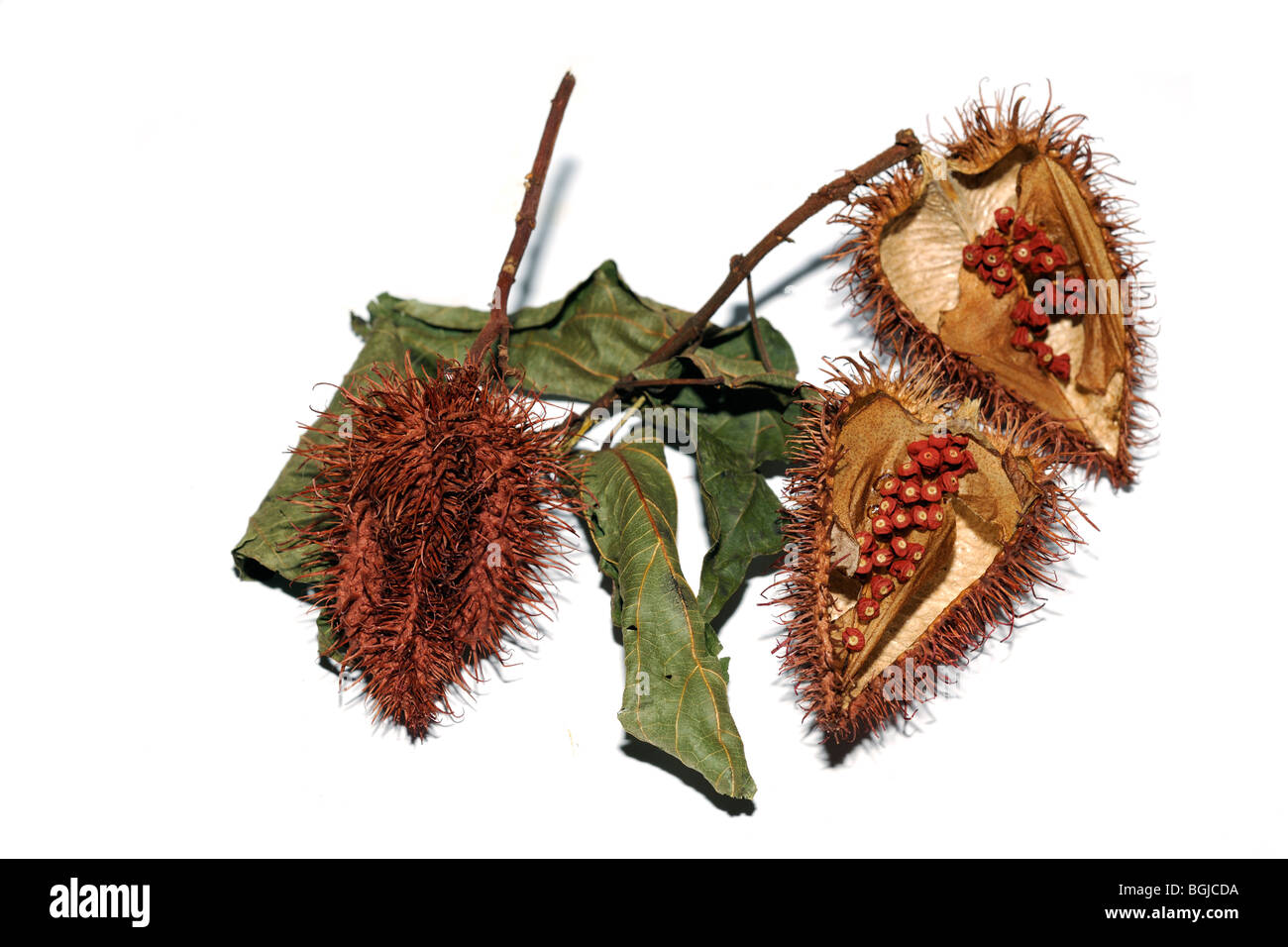 Urucum, Bixa orellana, dried split seed pods, known internationally as ...