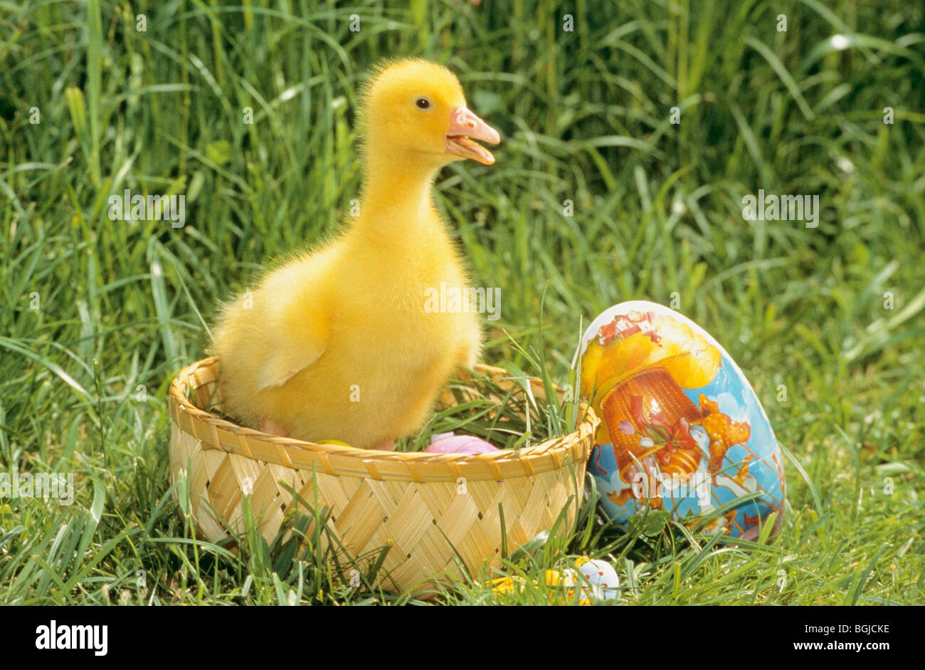 gosling in basket next to an Easter egg Stock Photo - Alamy