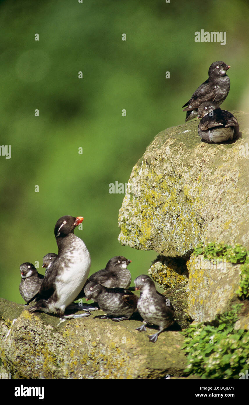 Parakeet Auklet and Least Auklets (Aethia pusilla) on a rock Stock ...