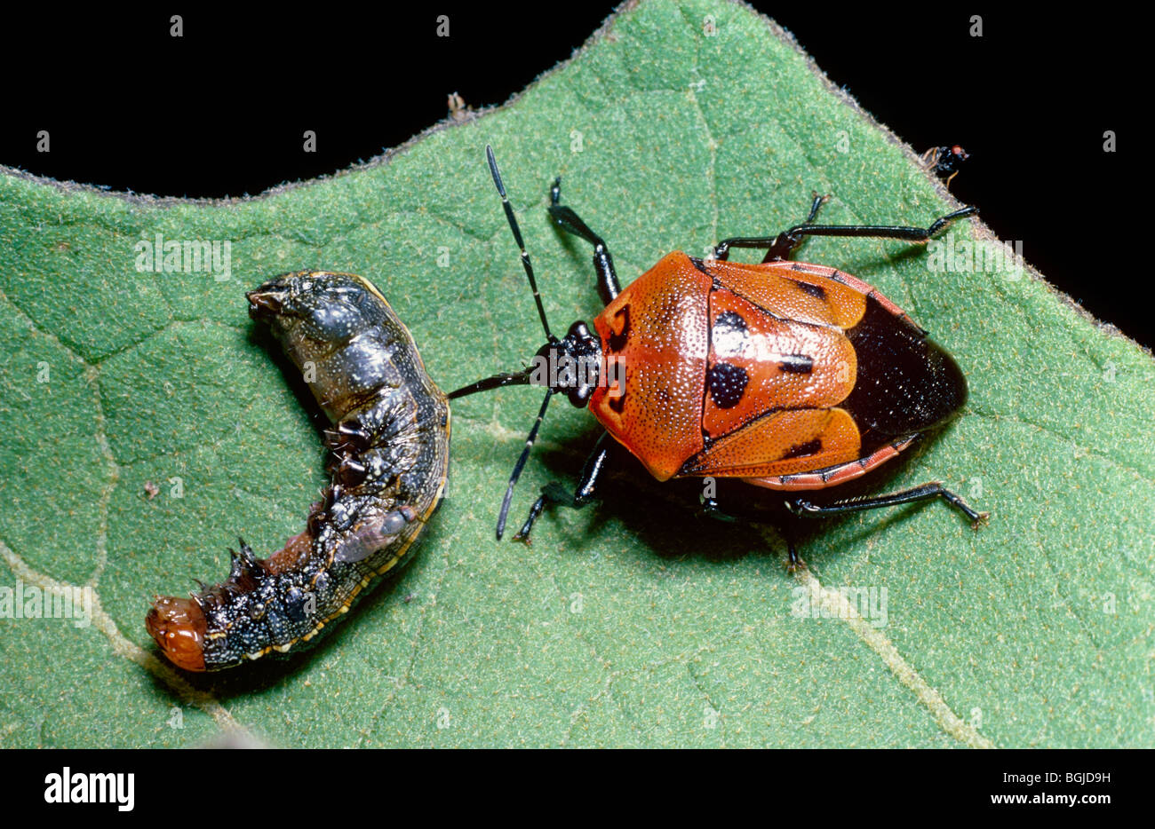 Pentatomidae Stink Bugs