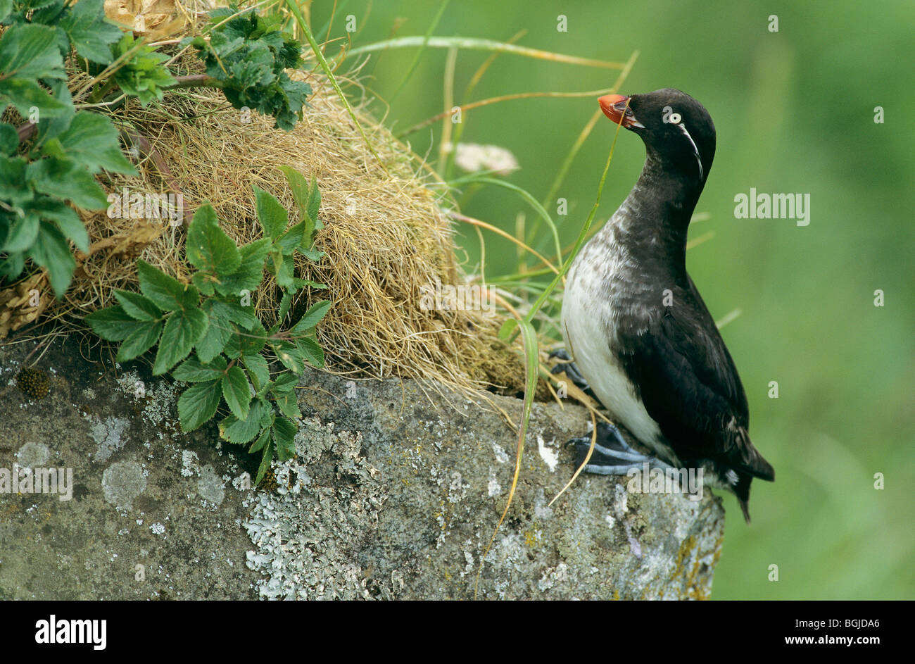 Parakeet Auklet - standing on a rock / Aethia psittacula Stock Photo ...