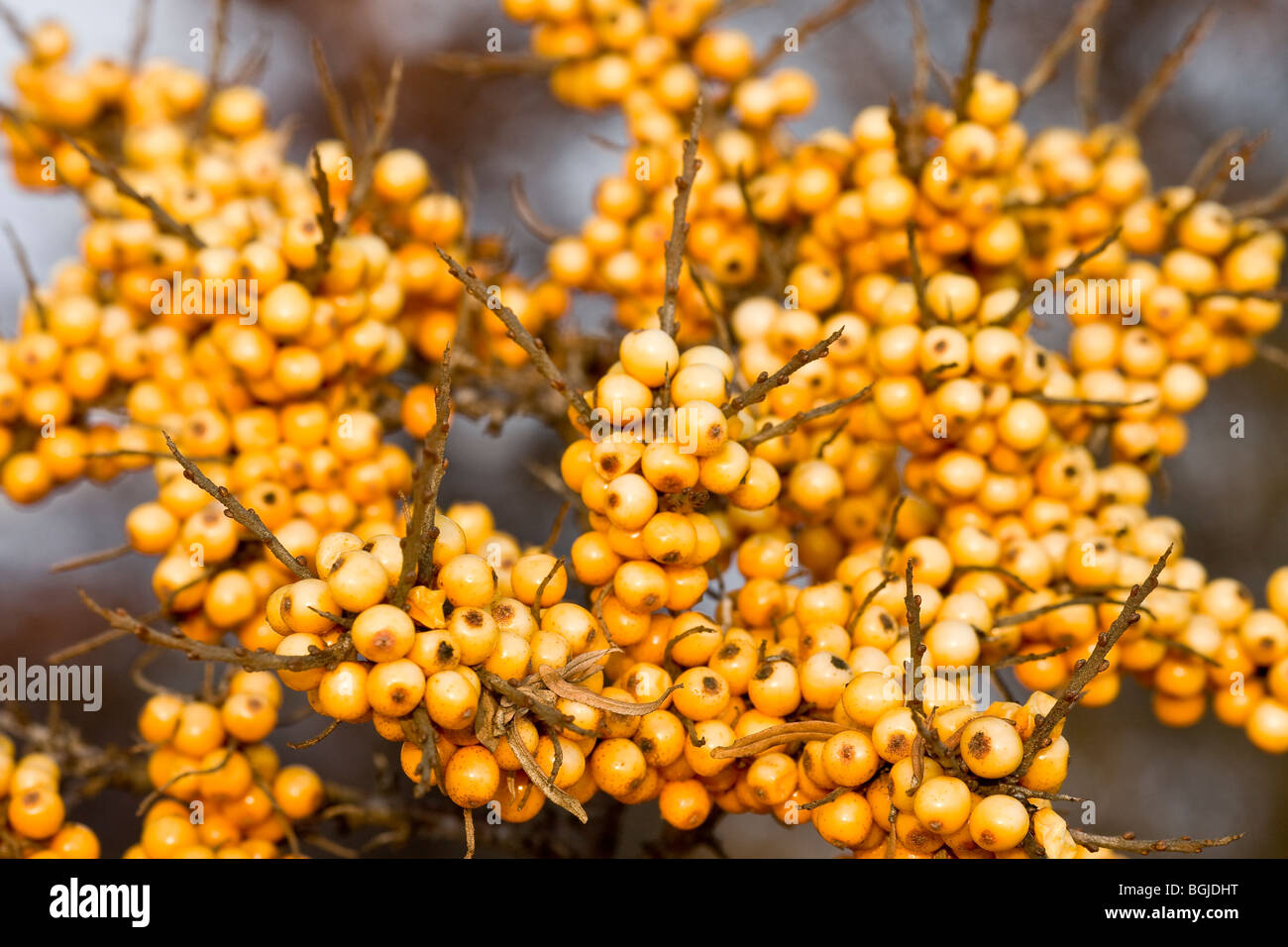 Winter gold winterberry hi-res stock photography and images - Alamy