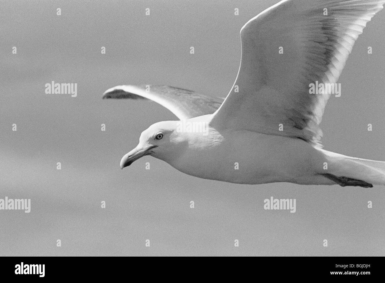 Coastal sweden sweden Black and White Stock Photos & Images - Alamy