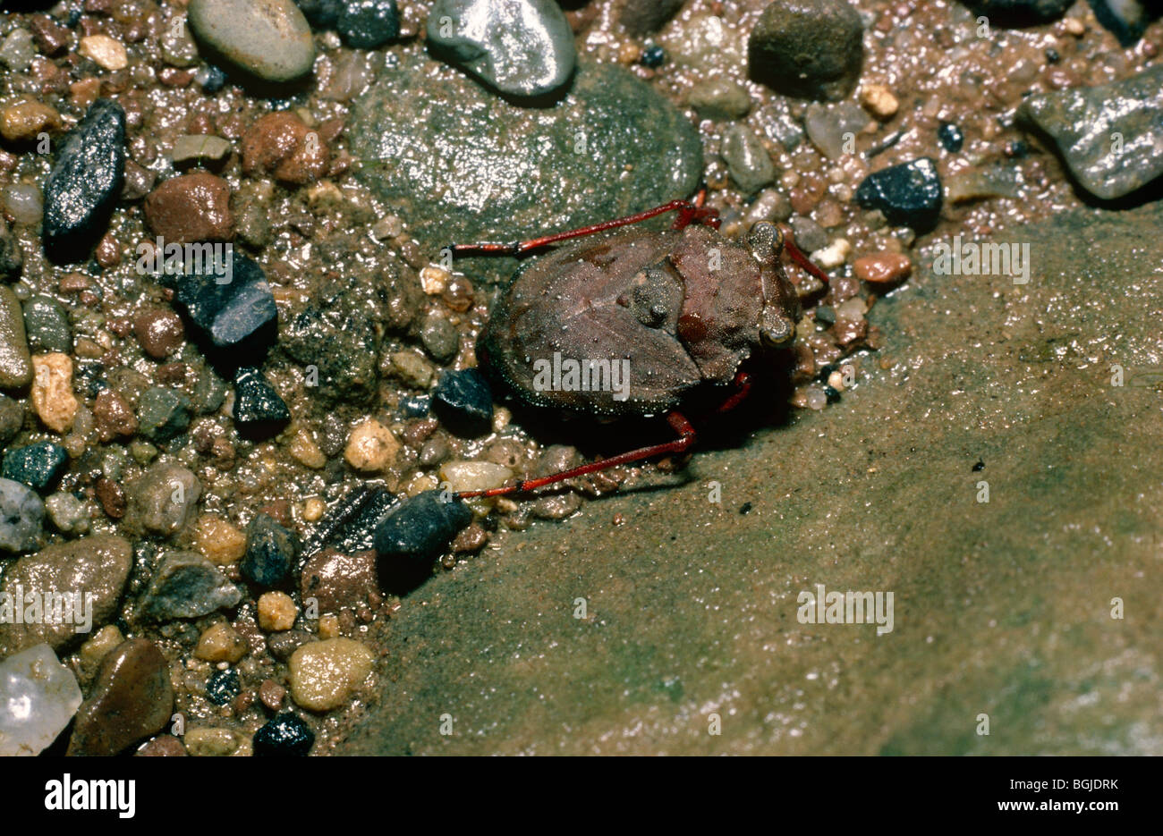 Gelastocoridae Toad Bugs