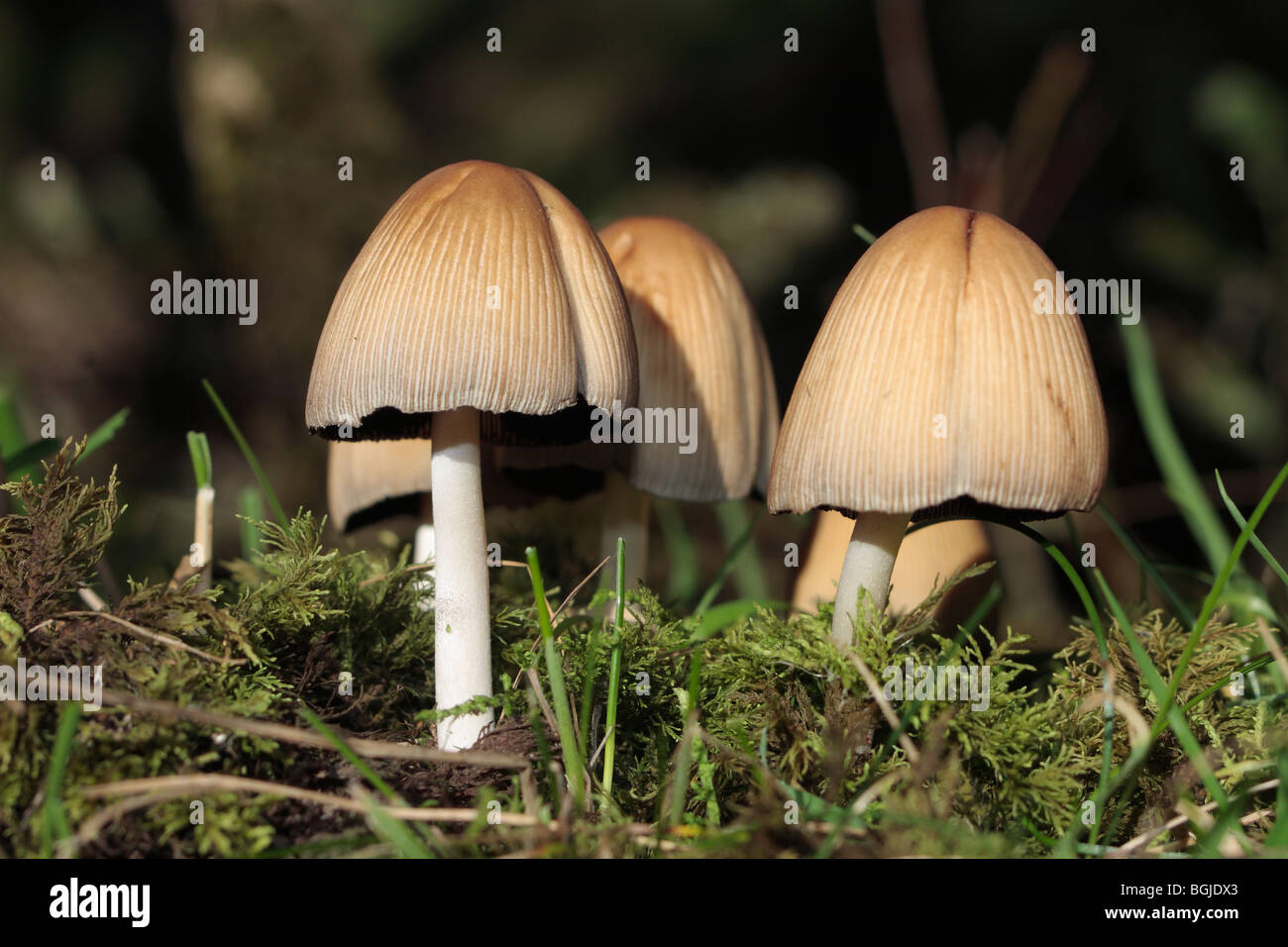 Photos of fungi hi-res stock photography and images - Alamy