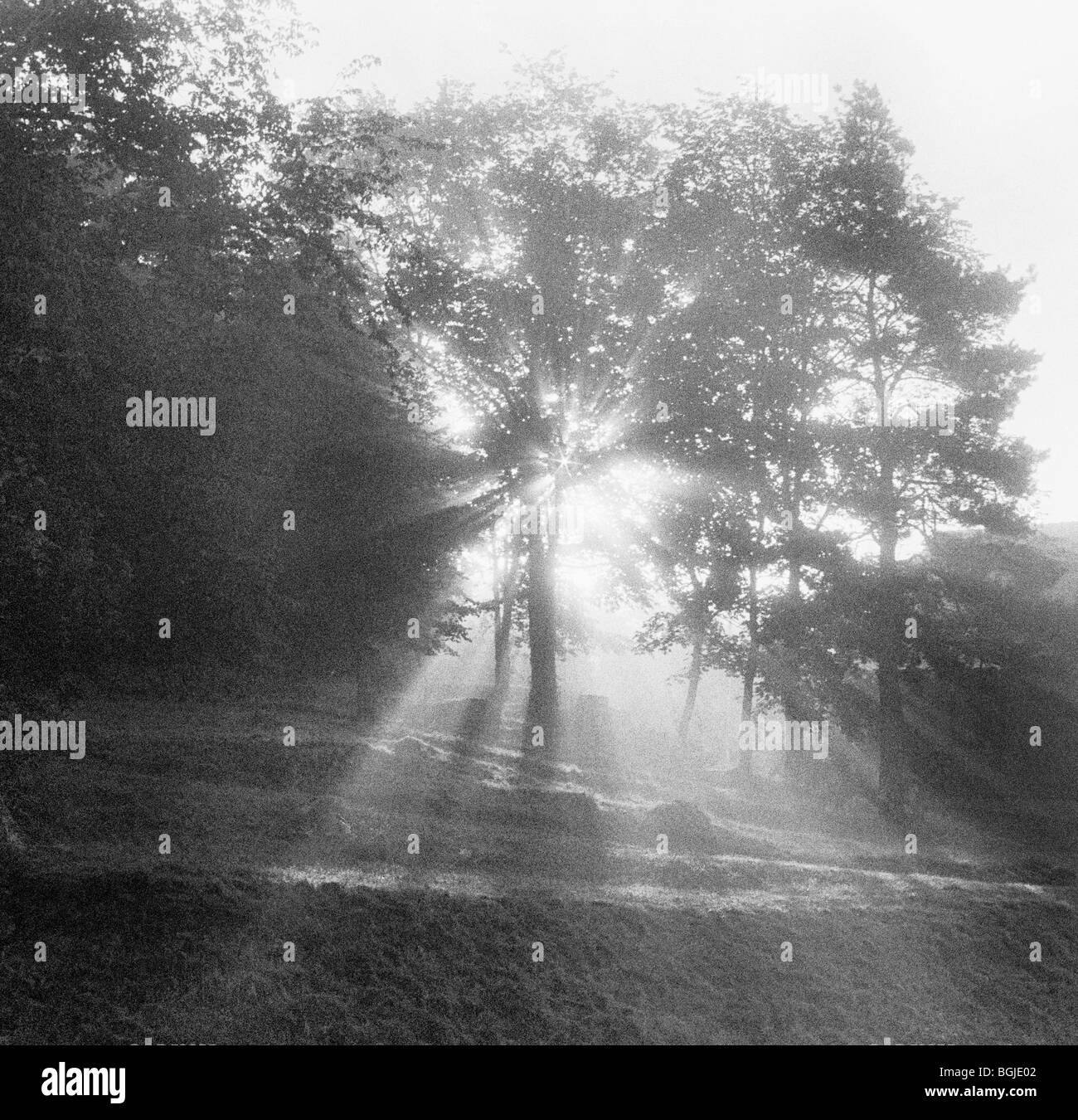 Of morning sun Black and White Stock Photos & Images - Alamy