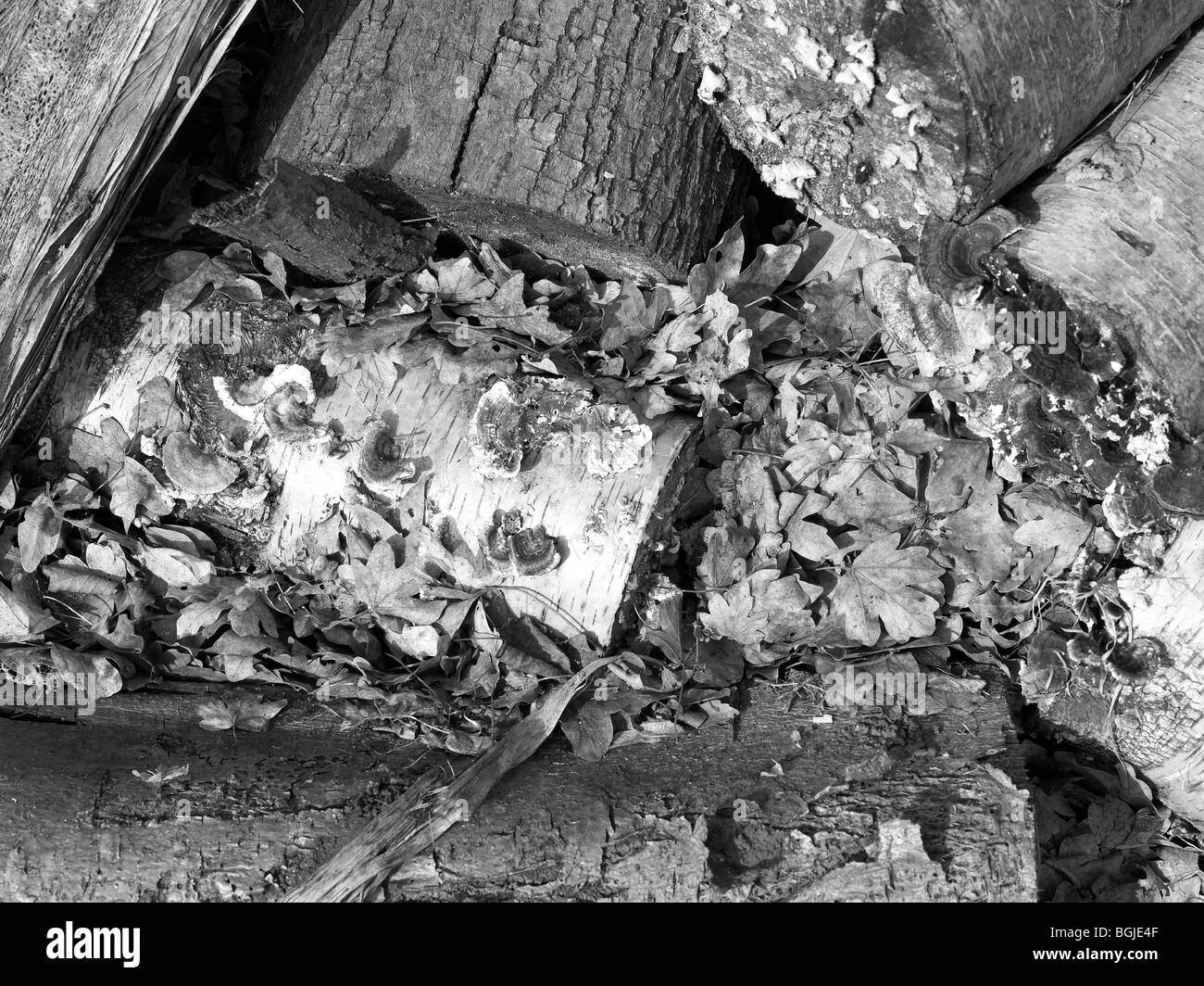Leaves and fungus Black and White Stock Photos & Images - Alamy
