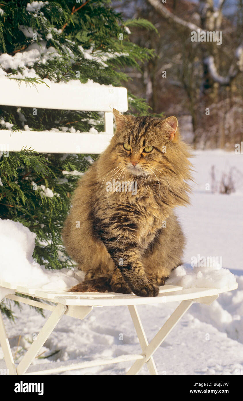 Maine Coon cat - sitting on chair in snow Stock Photo - Alamy