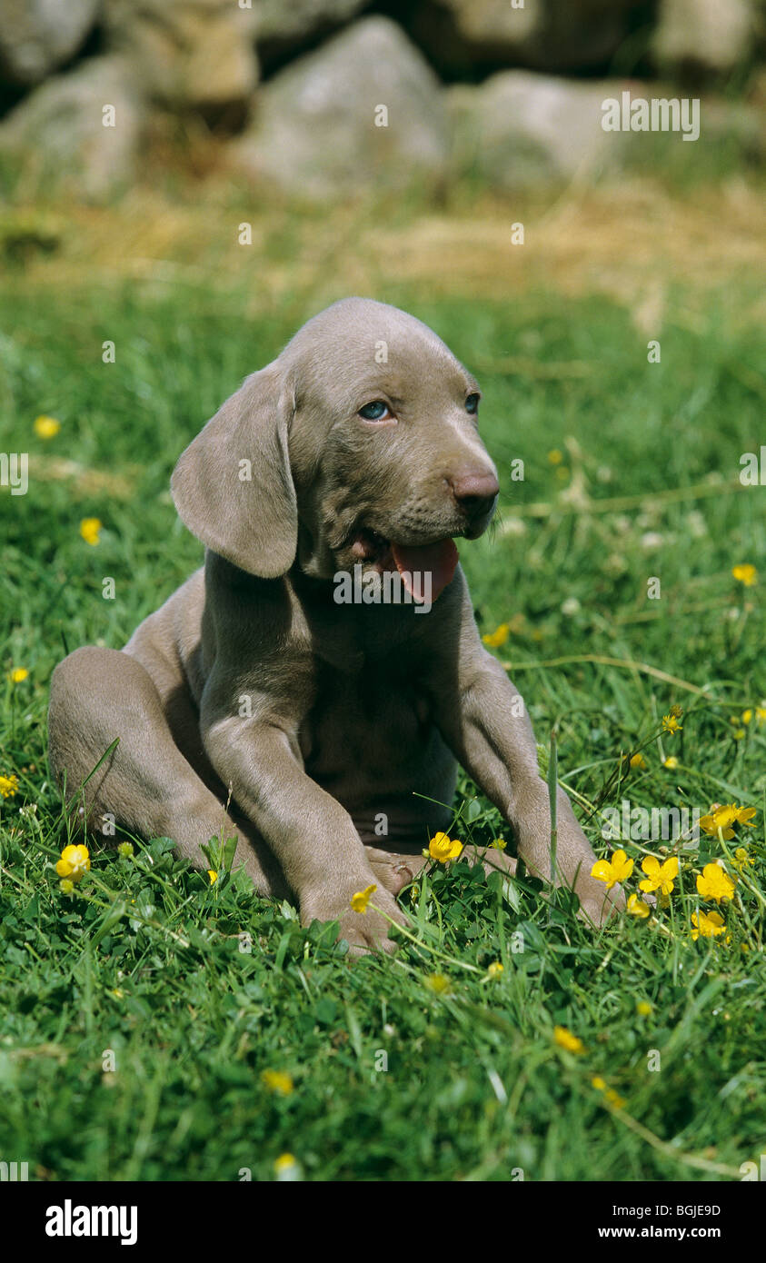 Weimaraner dog - puppy sitting on meadow Stock Photo - Alamy