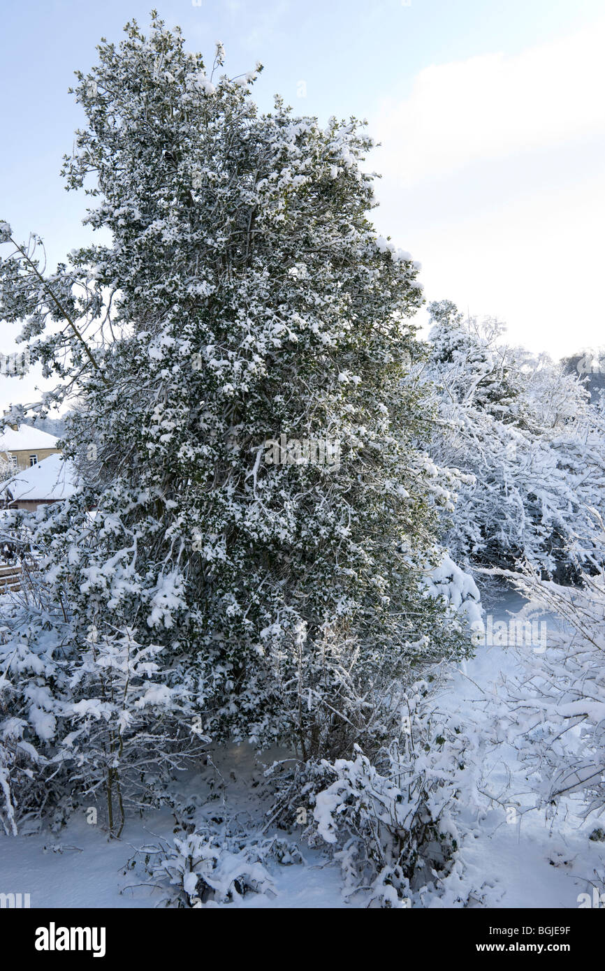 Kelso Scotland in winter snow - holly tree in snow Stock Photo - Alamy