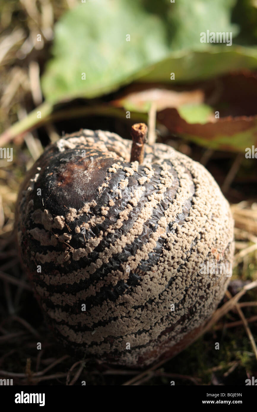 Rotting apple hi-res stock photography and images - Alamy