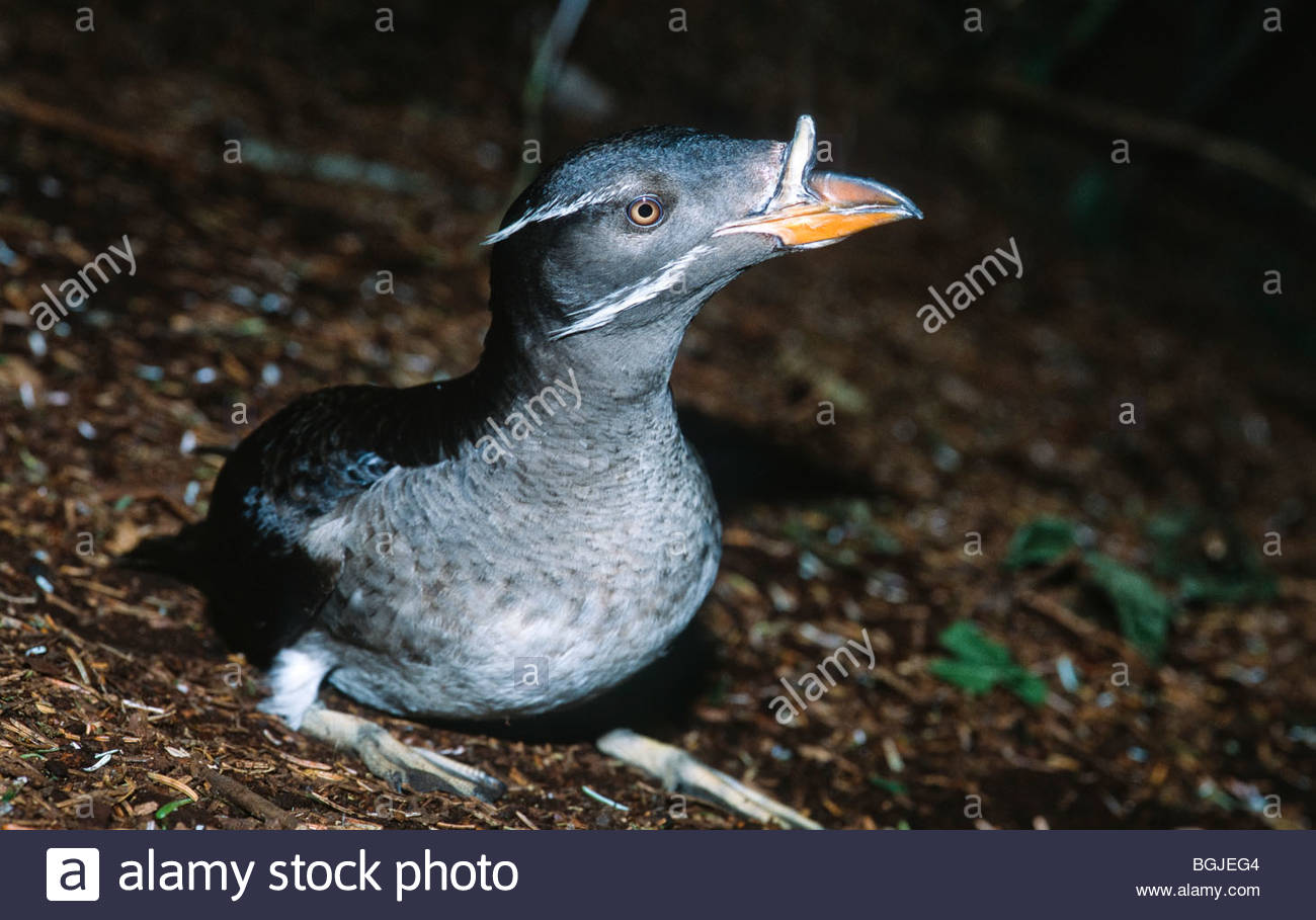 Rhinoceros Auklet Stock Photos & Rhinoceros Auklet Stock Images - Alamy