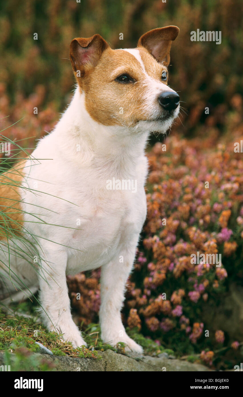 Jack Russell Terrier dog - standing Stock Photo - Alamy