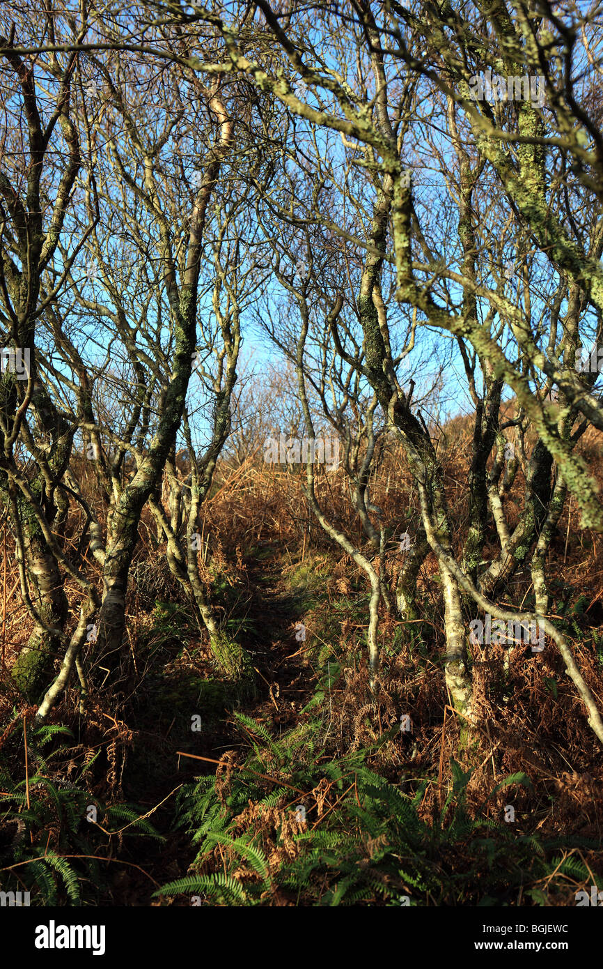 Native trees hi-res stock photography and images - Alamy