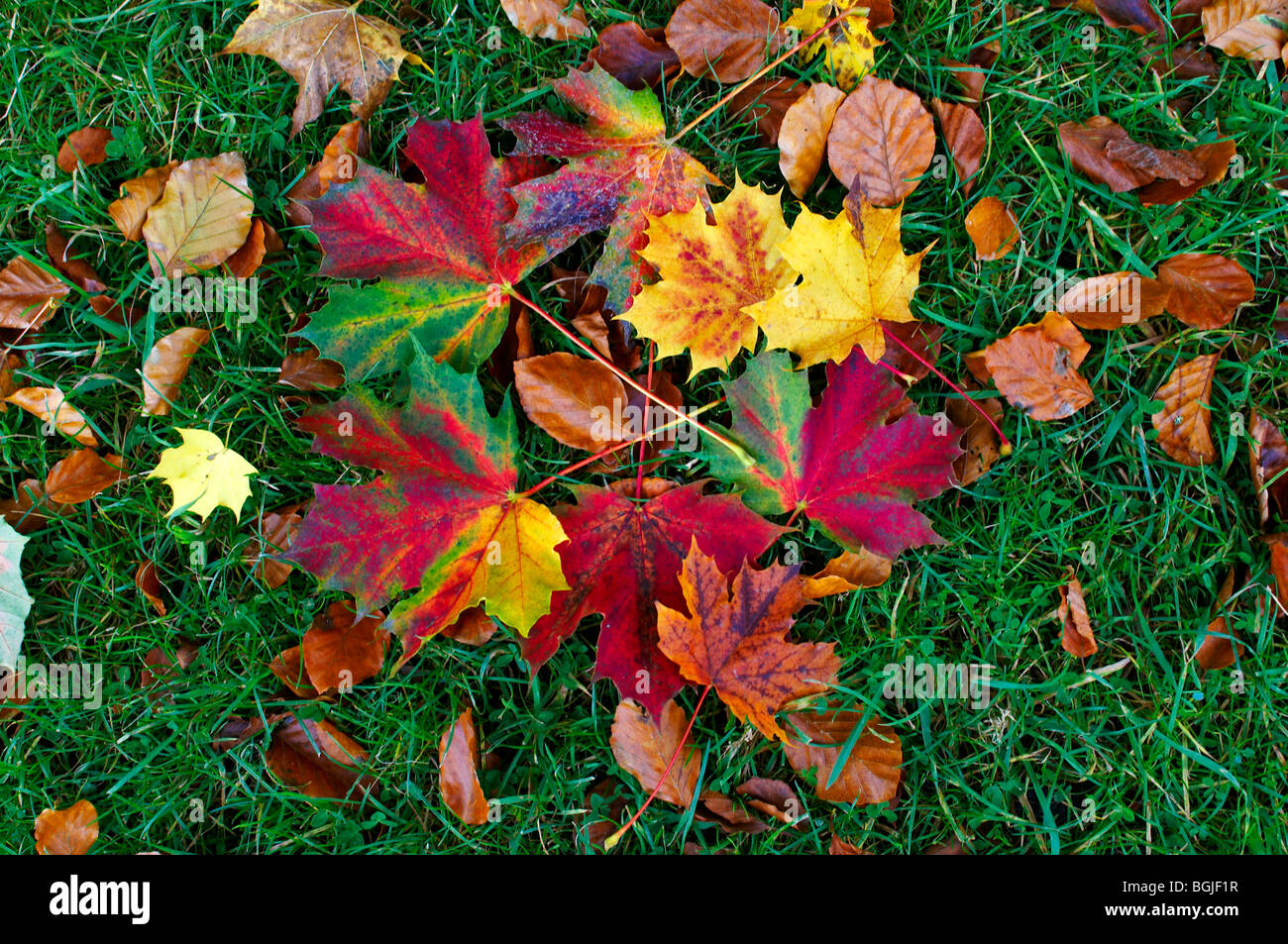 Leaf of bright colours hi-res stock photography and images - Alamy