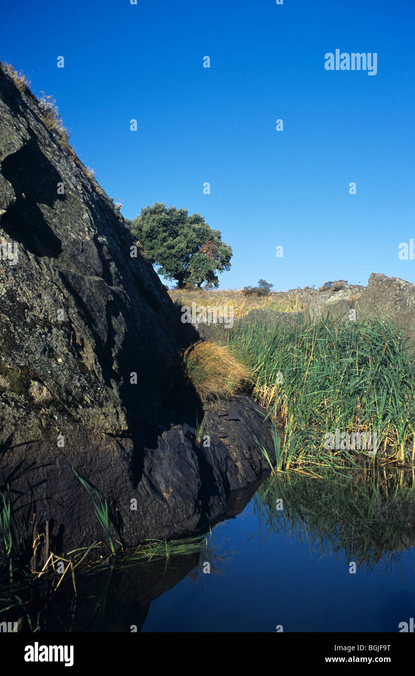 Moat of the Saracen Castle, Muslim Fortress or Fort at Fraxinet or ...