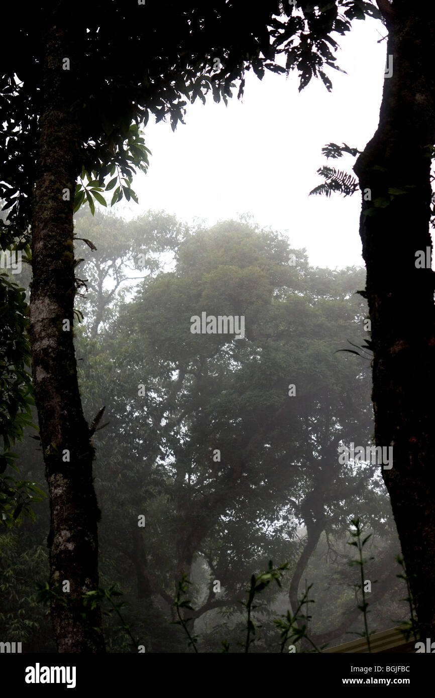 Cloudy forest view in Brazil highlands Stock Photo - Alamy