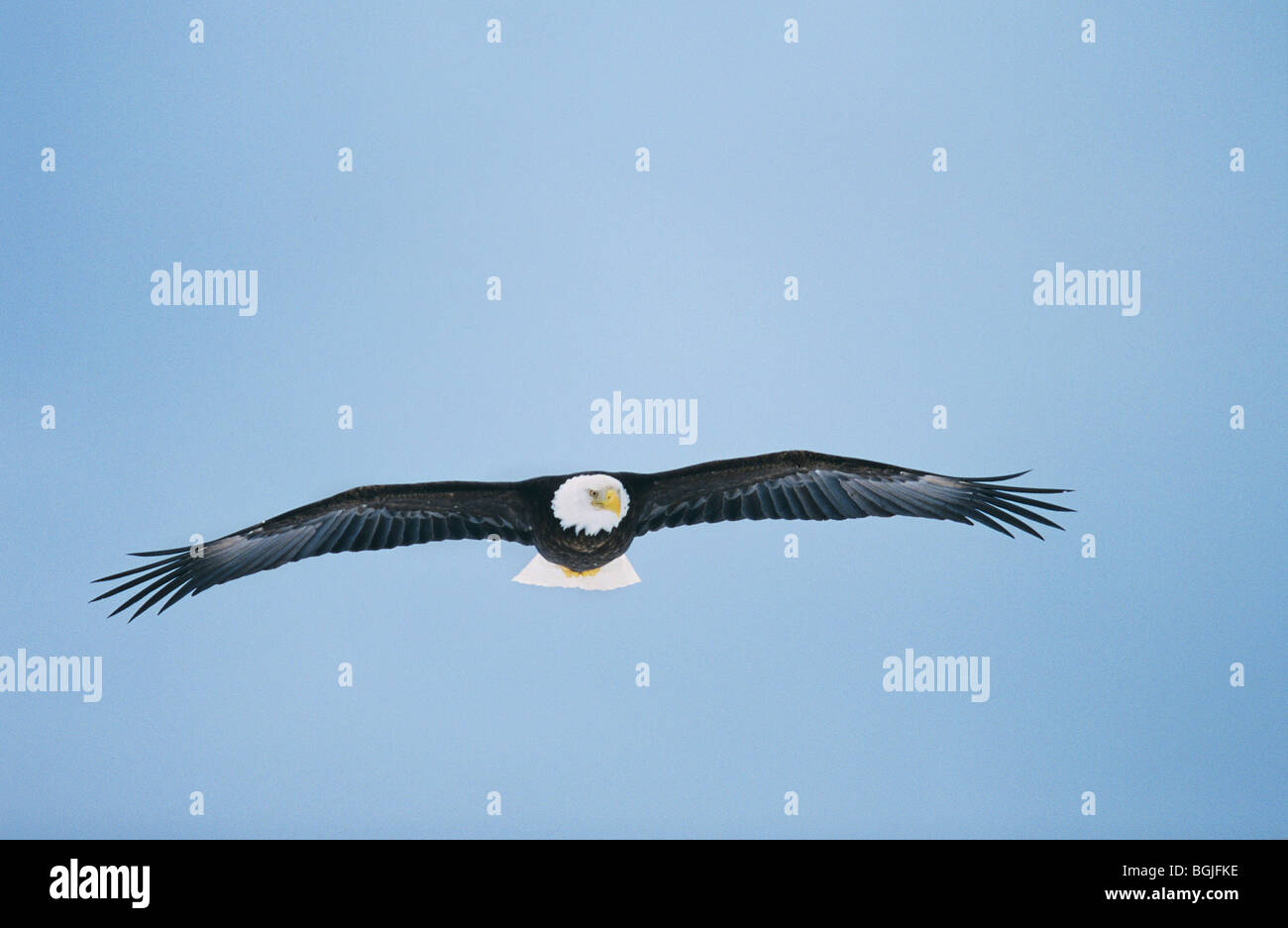 Bald Eagle (Haliaeetus leucocephalus). Adult in flight Stock Photo - Alamy