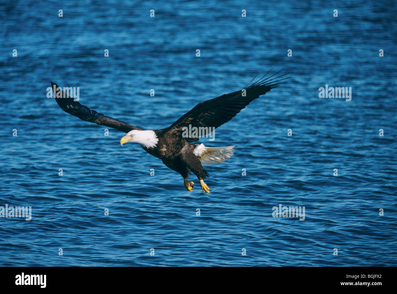 Bald Eagle (Haliaeetus leucocephalus). Adult in flight Stock Photo - Alamy