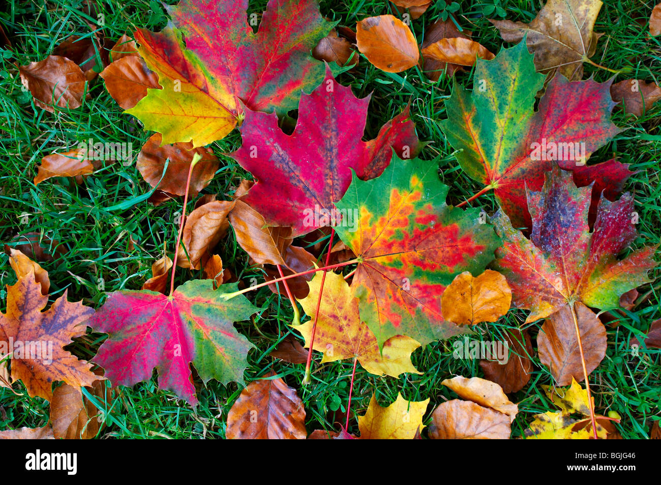 Fall leaf colours hi-res stock photography and images - Alamy