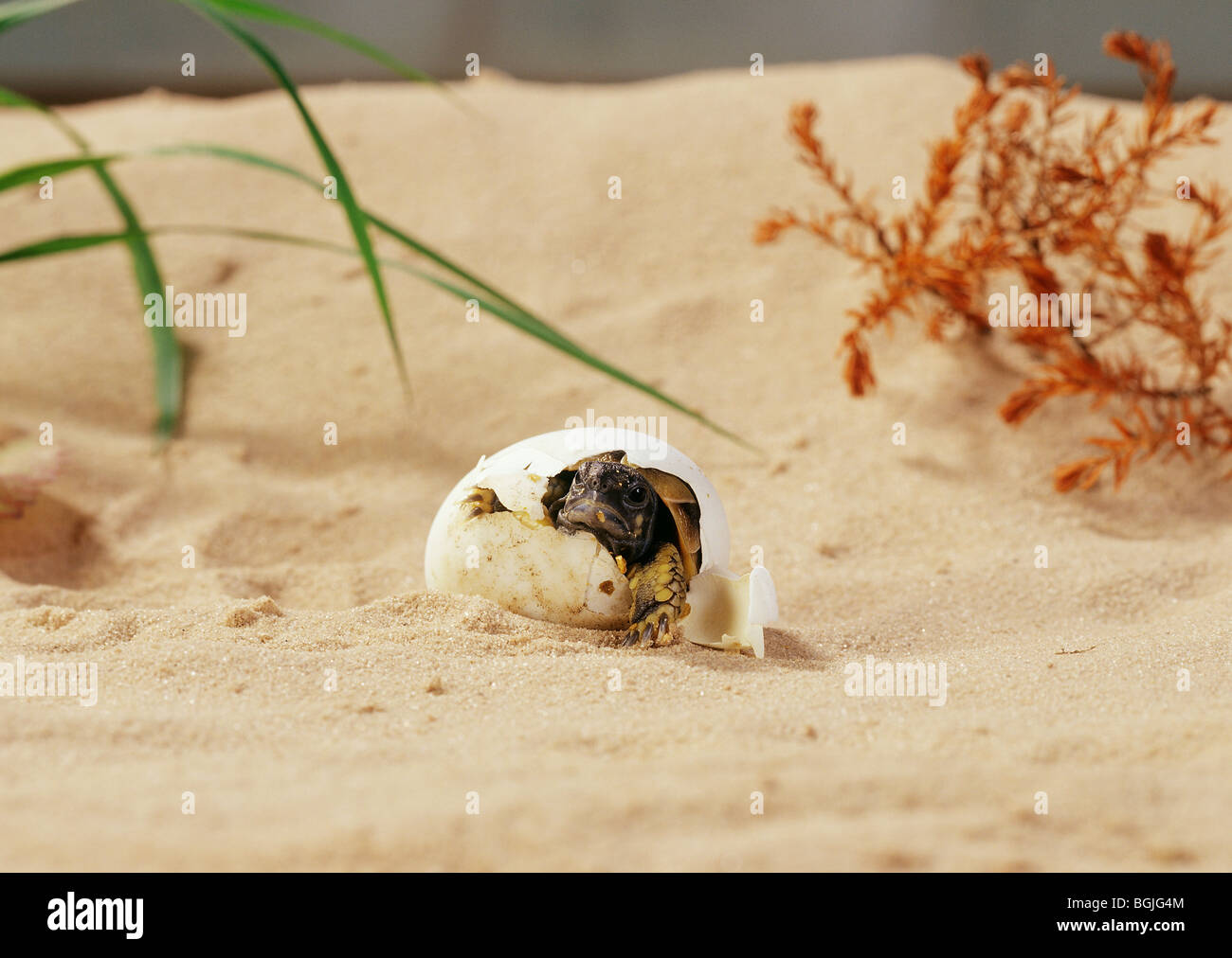 Turtle hatching out of egg hi-res stock photography and images - Alamy