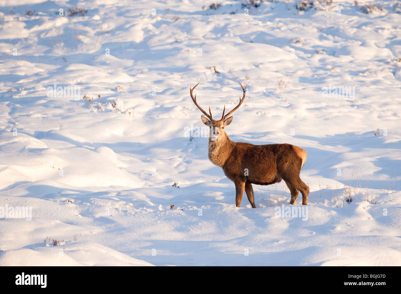 Red Deer Stag Cervus elaphus Stock Photo - Alamy