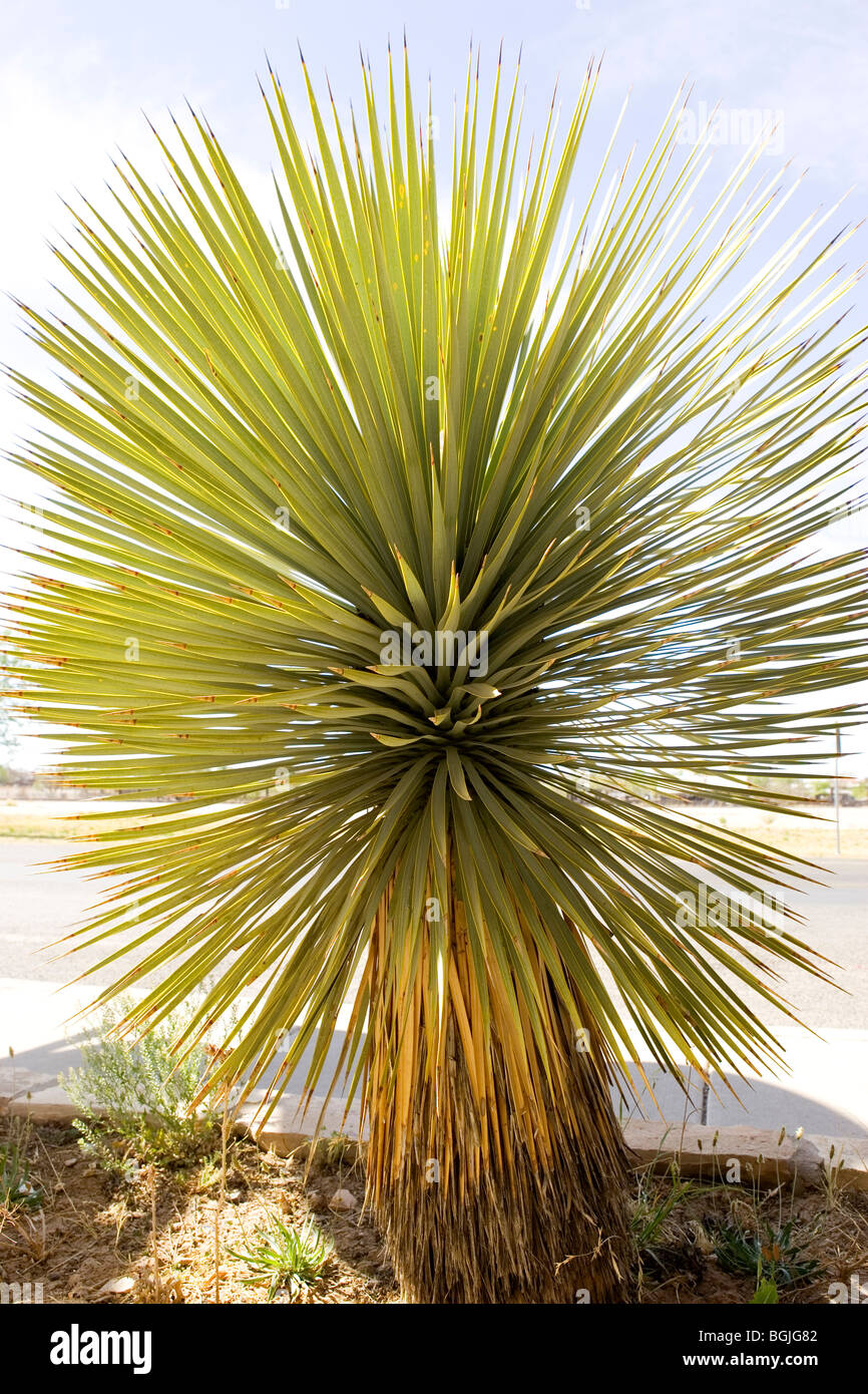 Yucca plant tx hi-res stock photography and images - Alamy